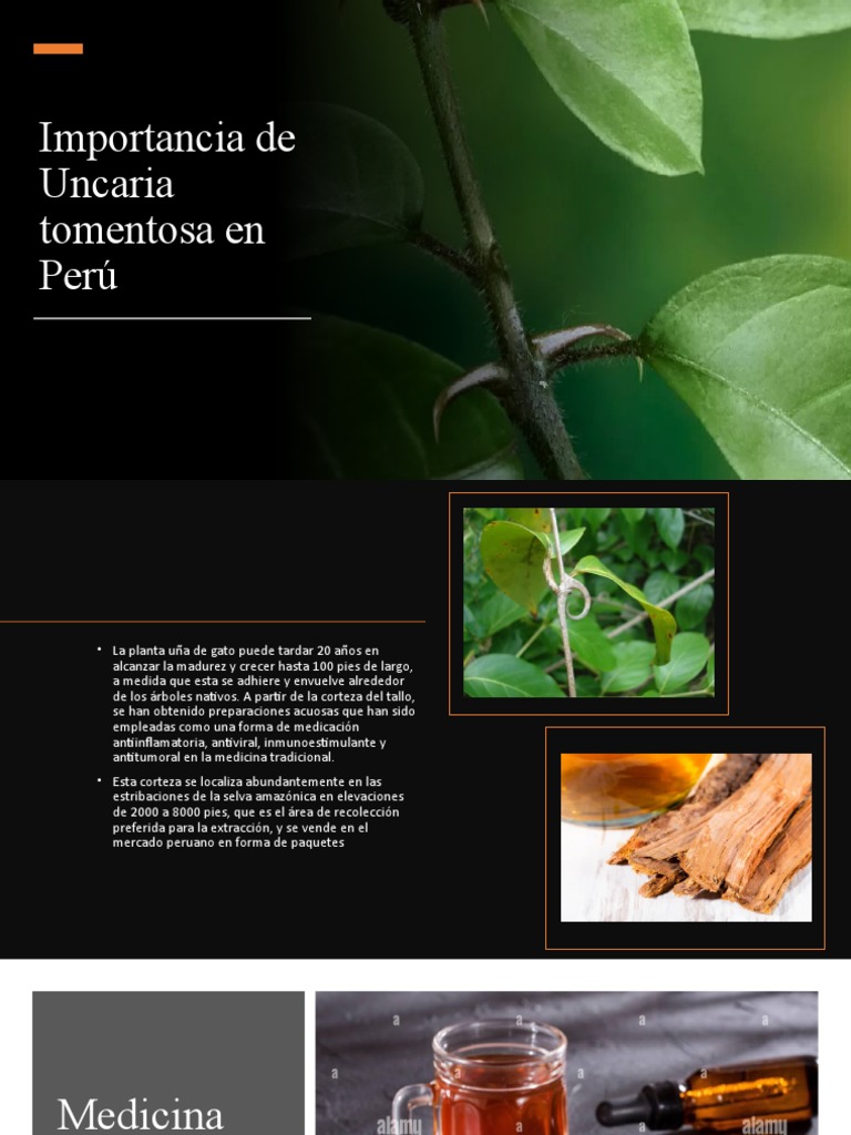 Importancia de Uncaria Tomentosa en Perú | PDF