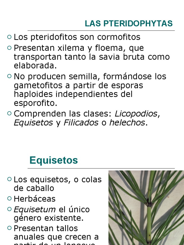 Características de Pteridofitas y Equisetos | PDF | Tallo de la planta ...