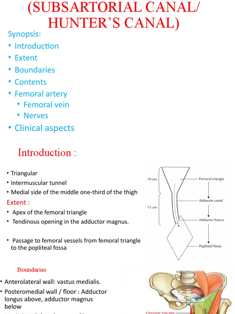 Adductor Canal | PDF
