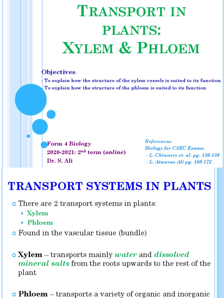 Biology - Transport in Plants - Structure and Function of Xylem and ...