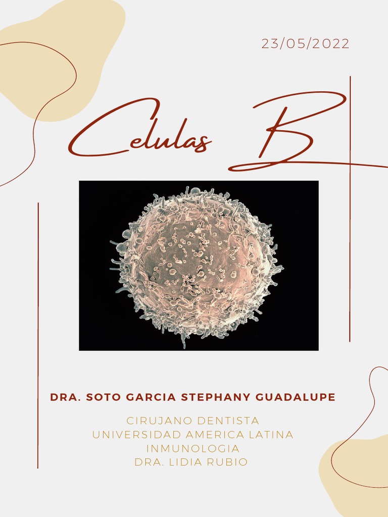 Celulas B | PDF | Célula B | Anticuerpo