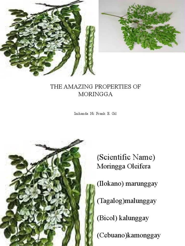 The Amazing of Moringga | PDF | Vitamin | Amino Acid