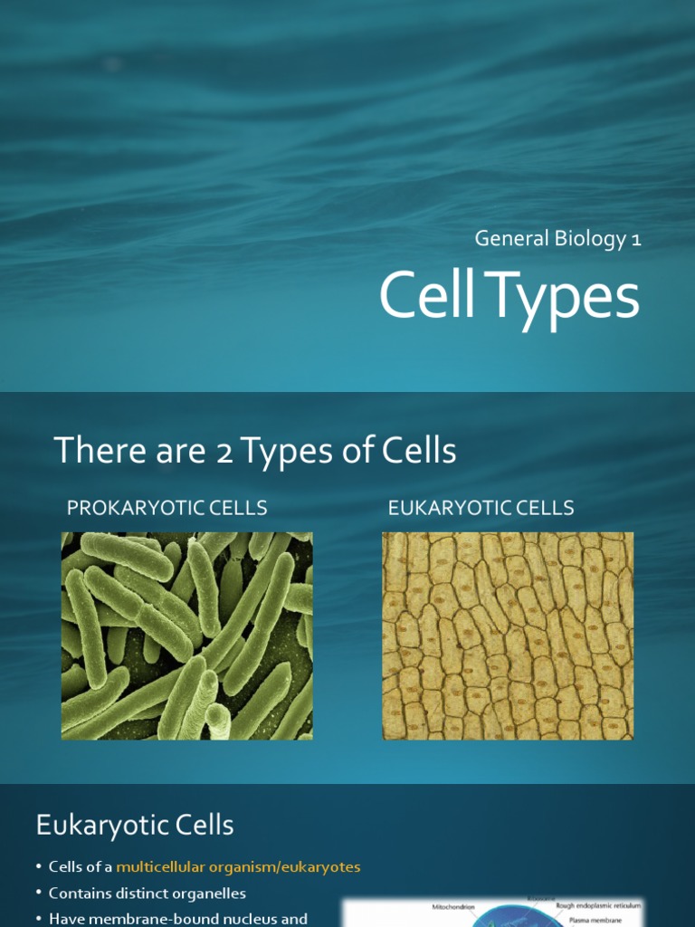 Cell Types | PDF