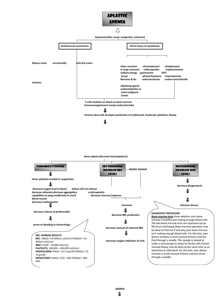 Aplastic Anemia Overview and Management | PDF | Bone Marrow | Fatigue ...