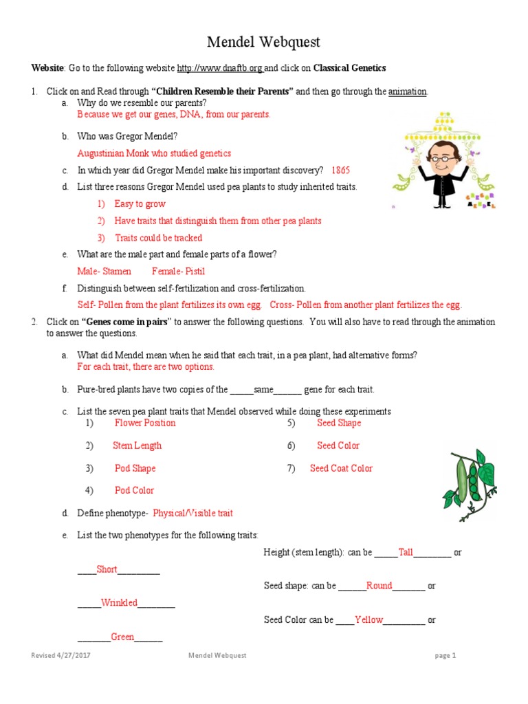 Mendel Webquest SHORT KEY | PDF | Dominance (Genetics) | Genotype