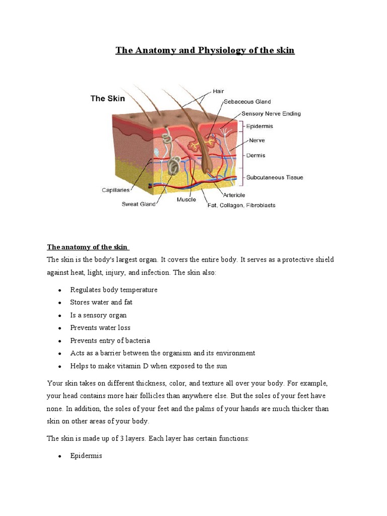 Skin Project | PDF | Epidermis | Skin