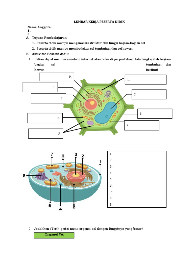 LKPD Struktur Dan Fungsi Sel | PDF | Sains & Matematika