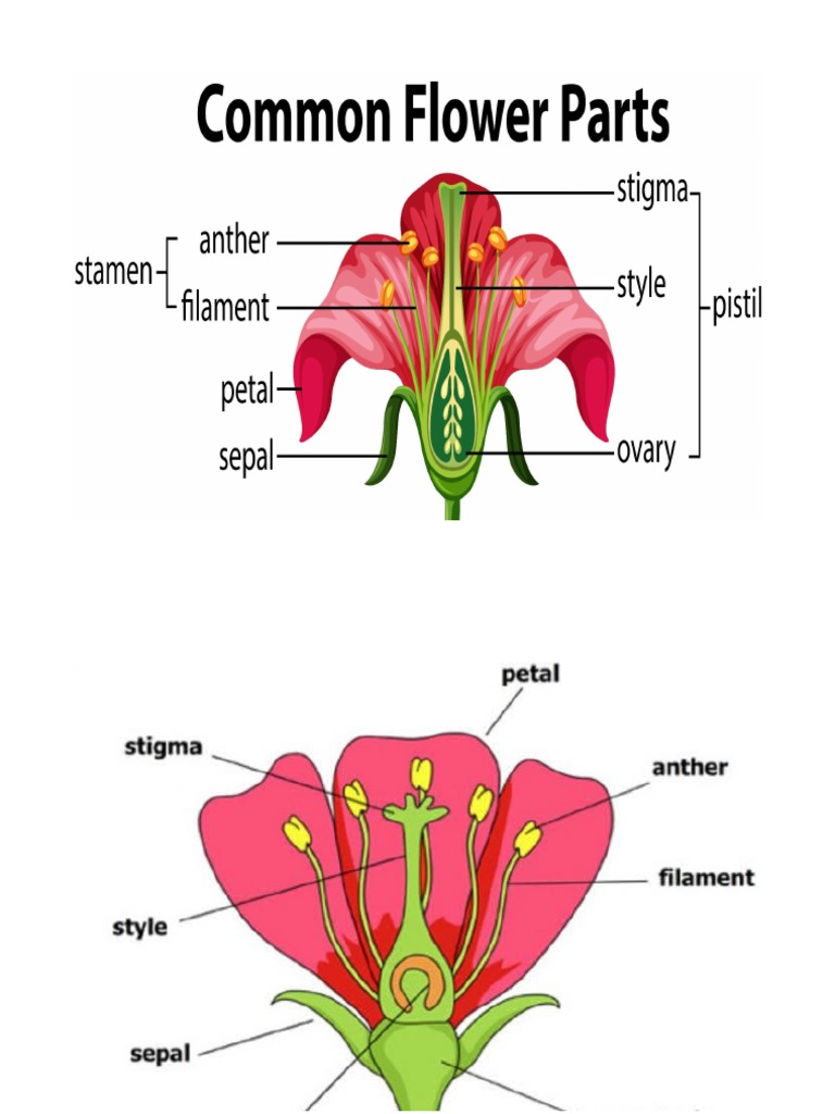 Parts of A Flower | PDF