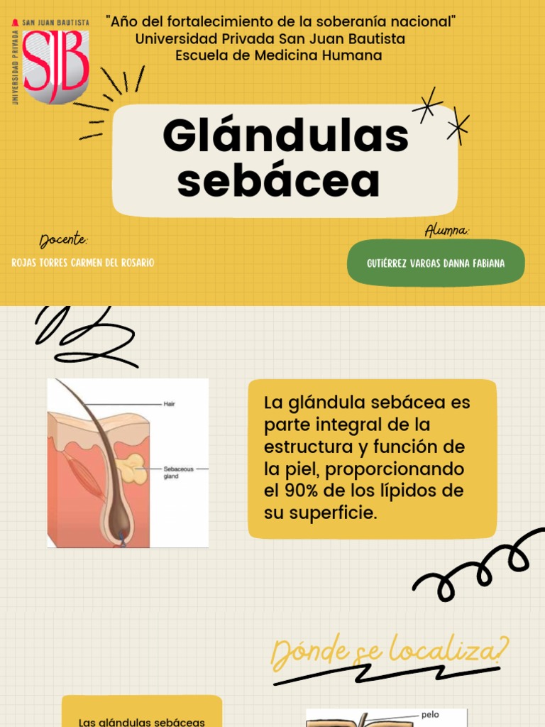 Glándulas Sebácea | PDF