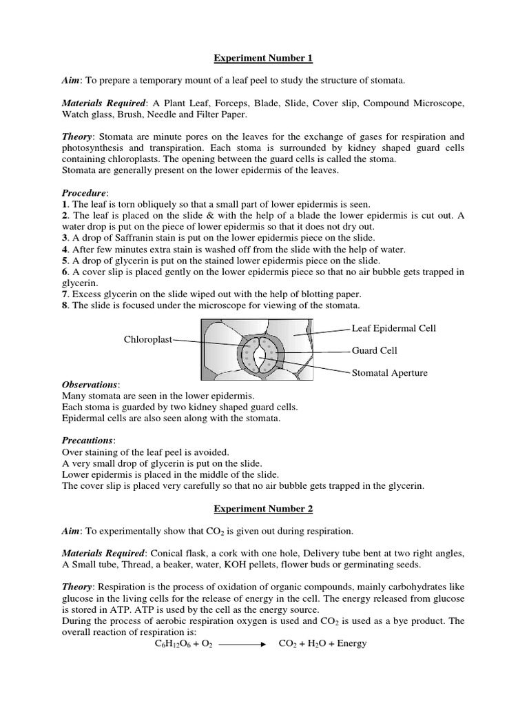 Class 10 Practical Notes | PDF | Stoma | Seed