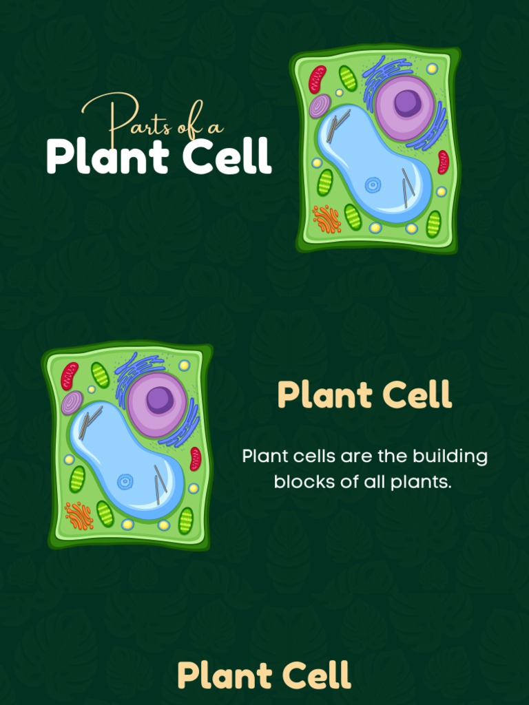 Plant Cell Structure & Function | PDF | Chloroplast | Photosynthesis