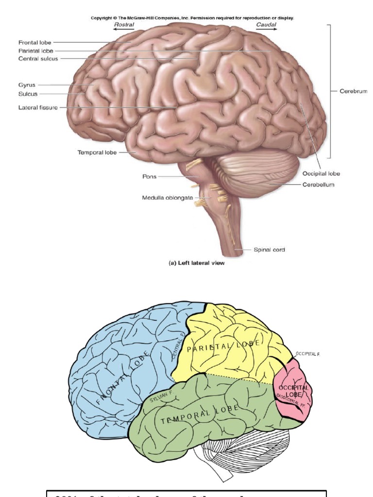 Temporal Lobe Functions and Disorders | PDF