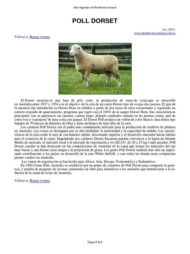 22-Poll Dorset | PDF | Oveja | Carne