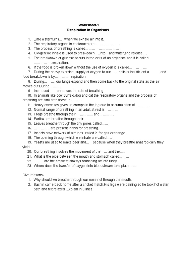 Respiration Worksheet 1 | PDF