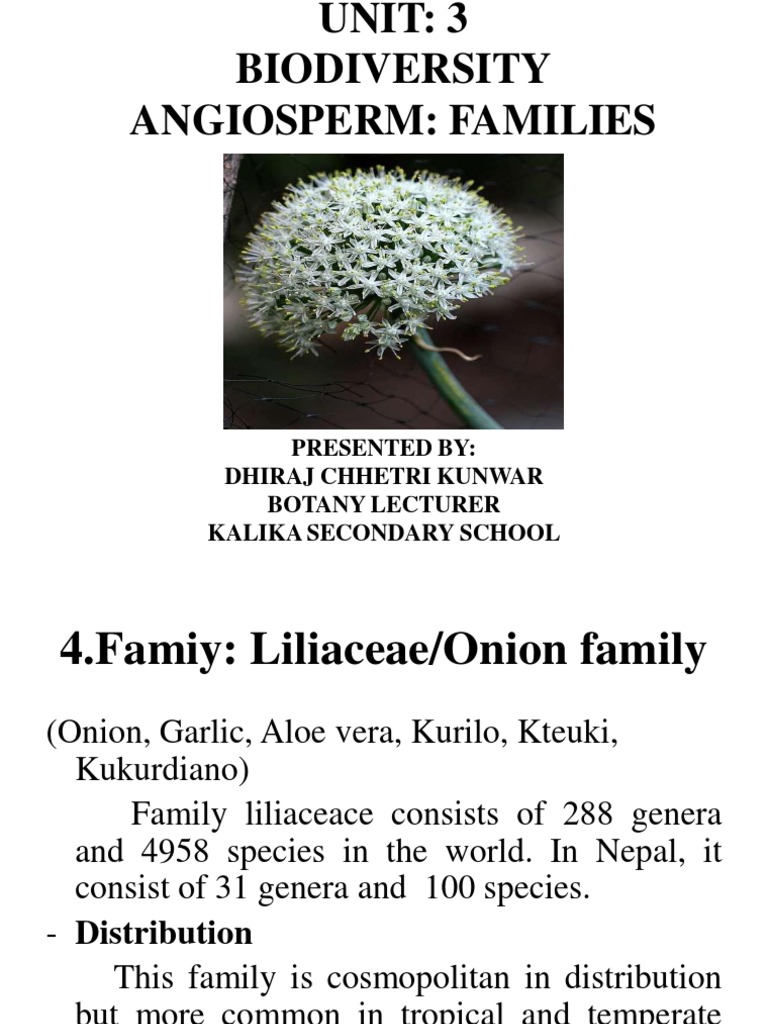 Class XI Liliaceae Family | PDF | Branches Of Botany | Organisms