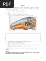 Anatomía de Faringe y Laringe | PDF | Laringe | Esófago