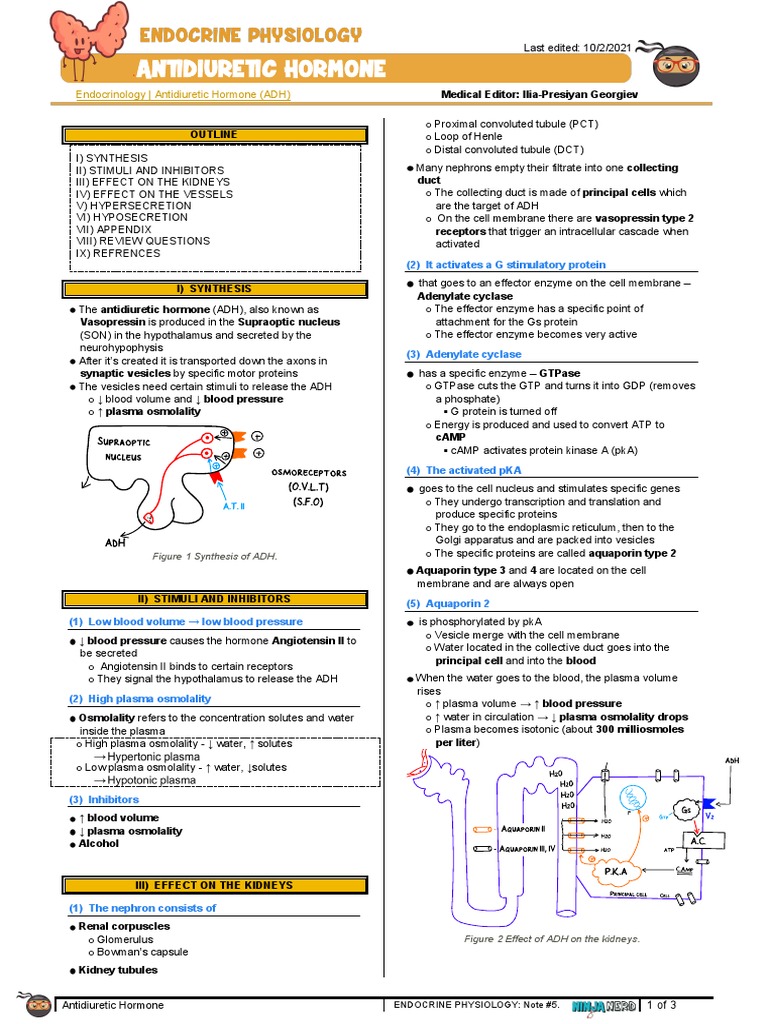 041 - Endocrinology Physiology) Antidiuretic Hormone (ADH) | PDF ...
