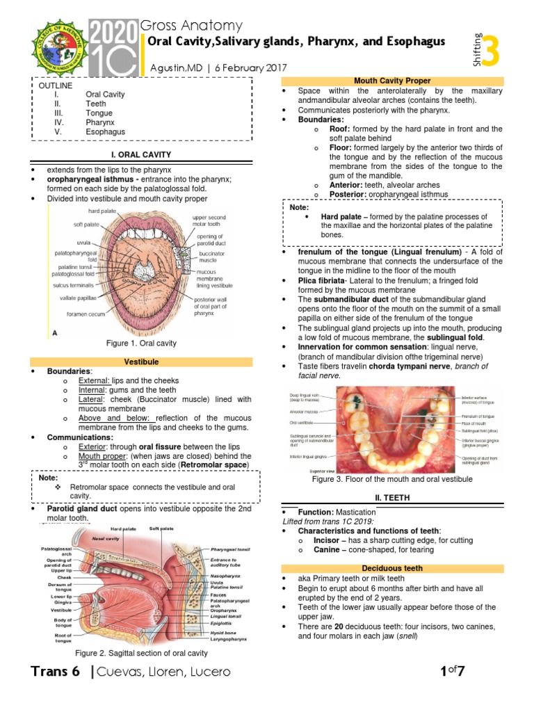 (PLM) Oral Cavity Salivary Glands Pharynx and Esophagus | PDF | Tongue | Esophagus