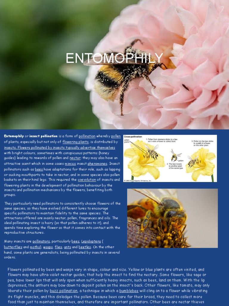 Insect Pollination | PDF | Horticultural Techniques | Branches Of Botany