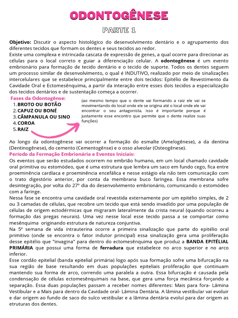 Odontogênese 1 | PDF | Dente | Epitélio