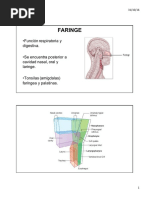 Músculos Constrictor y Rafe Faríngeo | PDF | Cabeza y cuello humanos ...