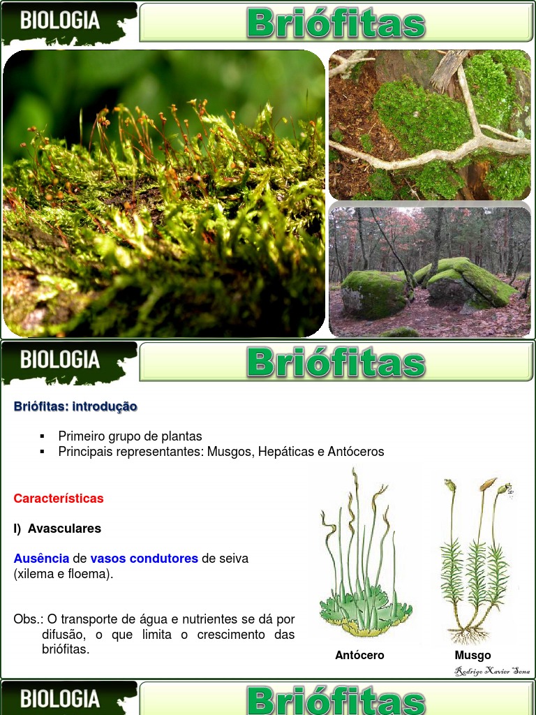 2 - Briofitas | PDF | Musgo | Áreas da Botânica