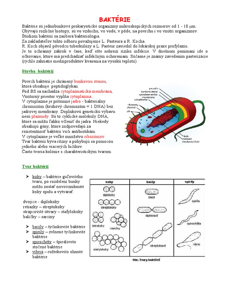 Baktérie | PDF