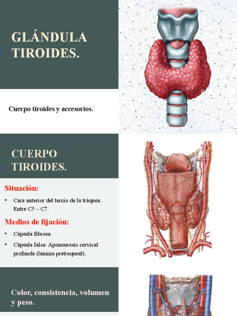 GLÁNDULA TIROIDES | PDF