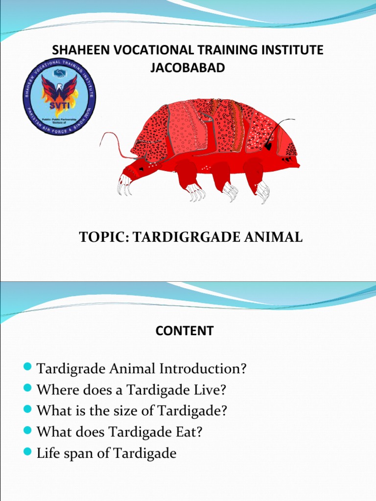 Shaheen Vocational Training Institute Jacobabad | PDF