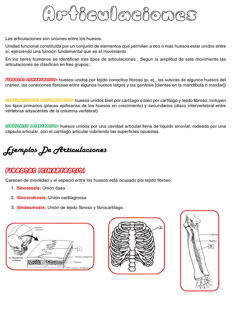 Clasificacion de Articulaciones | PDF | Articulación | Sistema esquelético