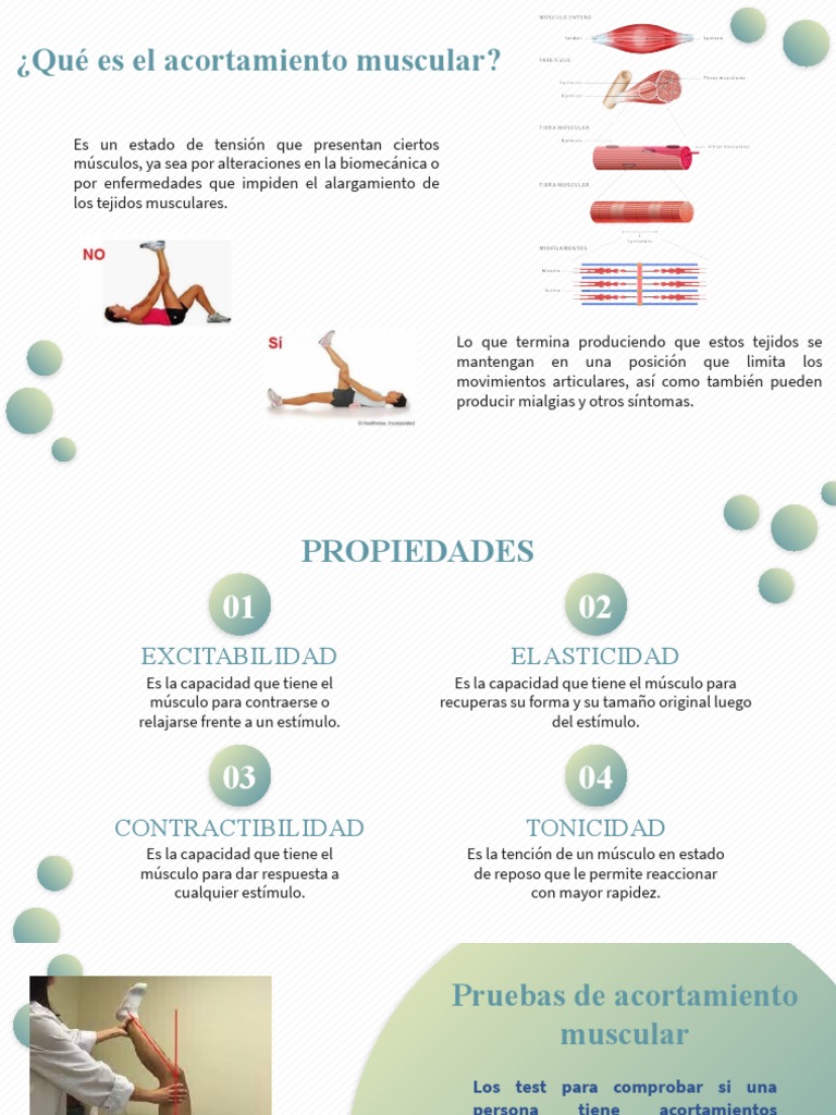 Pruebas para Determinar El Acortamiento Muscular | PDF | Músculo ...