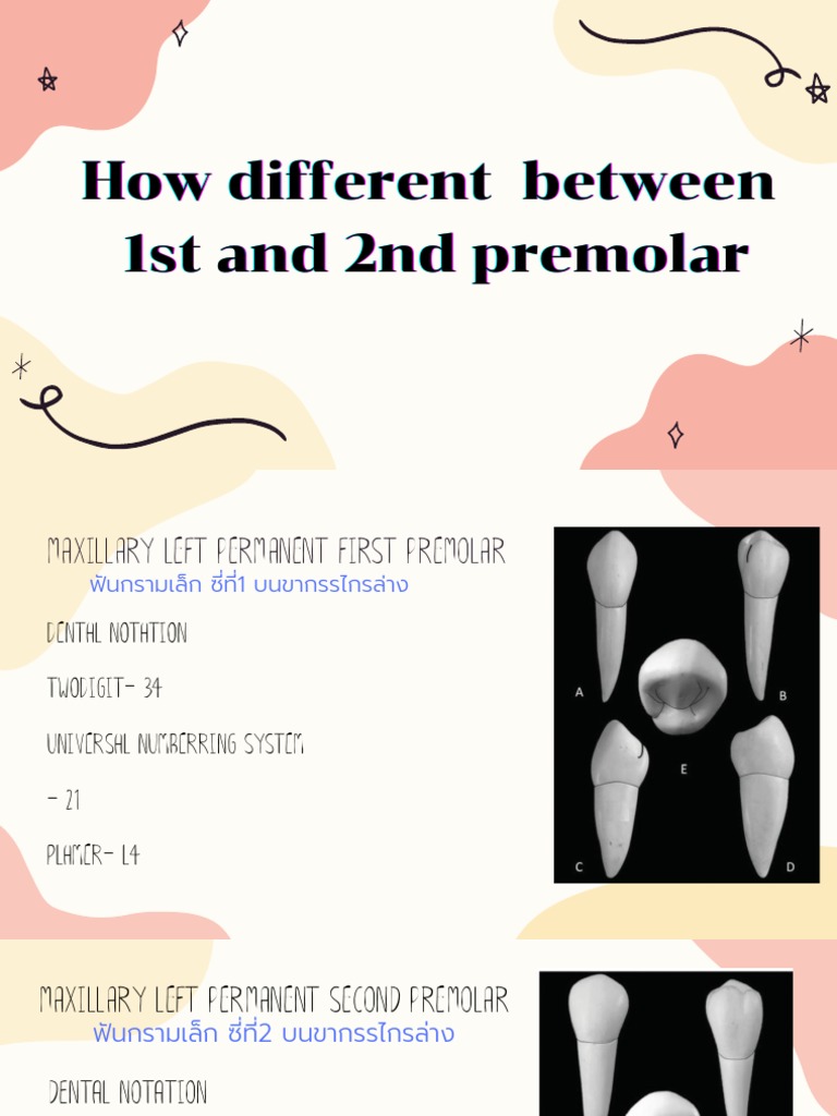 How Different Between 1st and 2nd Premolar | PDF