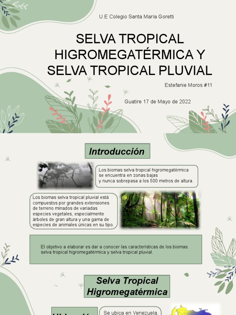 Plantas Del Bioma De La Selva Tropical Clima Y Selvas Tropicales