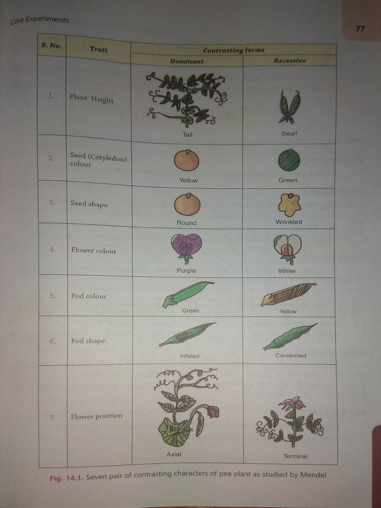 Experiment 12 | PDF | Pea | Genetics