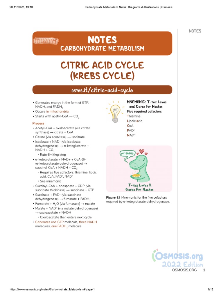 Carbohydrate Metabolism Notes - Diagrams & Illustrations - Osmosis ...