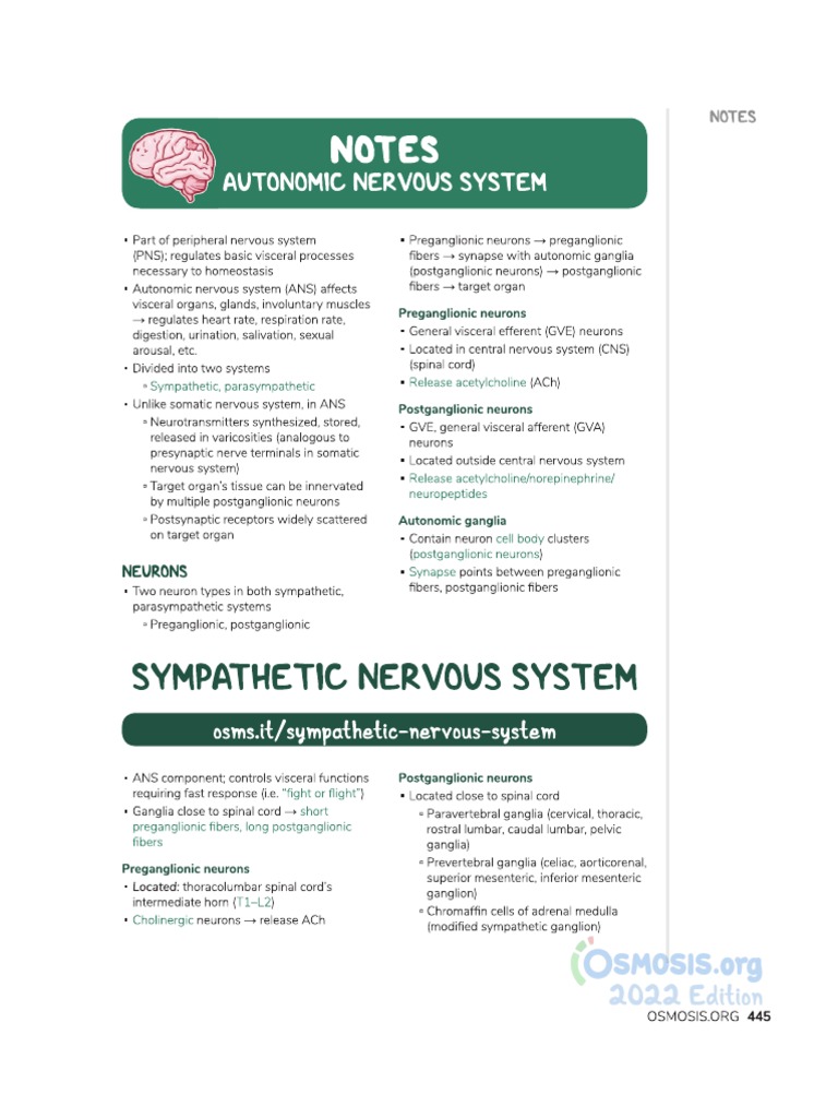 Autonomic Nervous System Notes - Diagrams & Illustrations - Osmosis | PDF