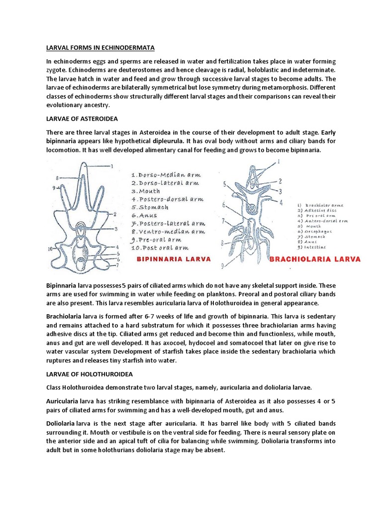 Animal Kingdom Echinodermata Onwars | PDF | Gill | Amphibian