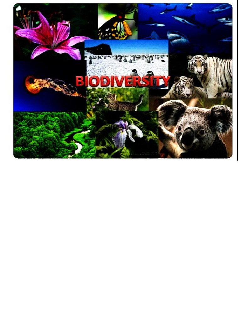 Project On Biodiversity | PDF