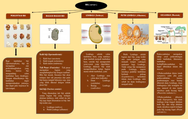 Bagan 12 FIX | PDF