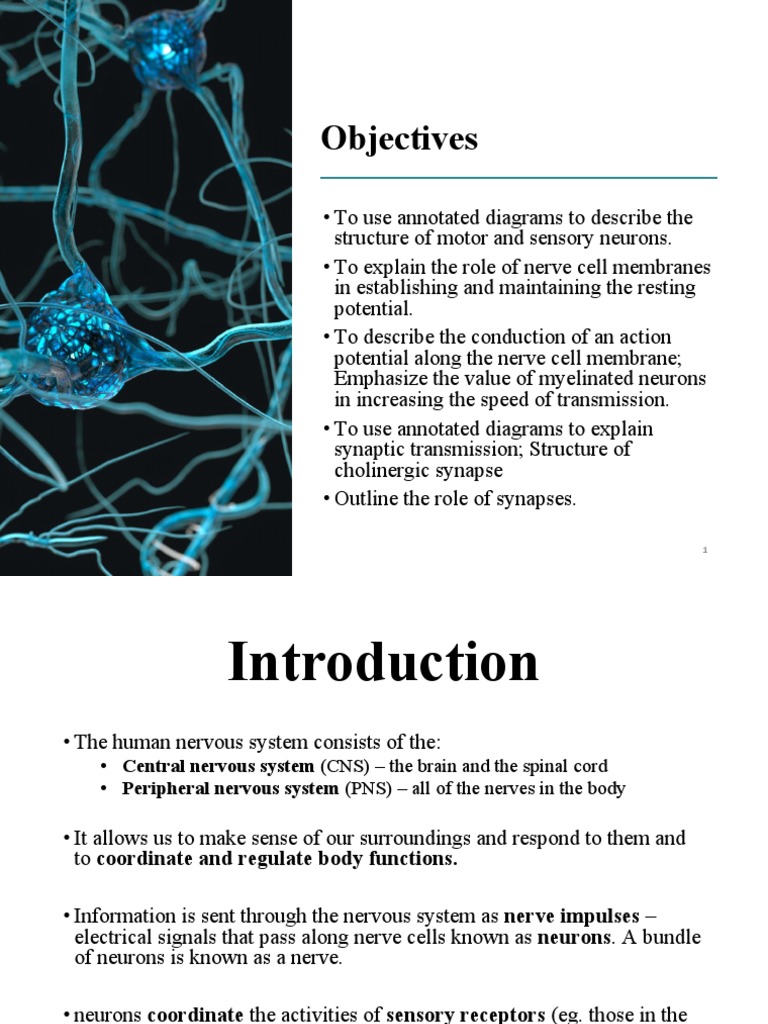 Nervous Coordination | PDF | Chemical Synapse | Neuron