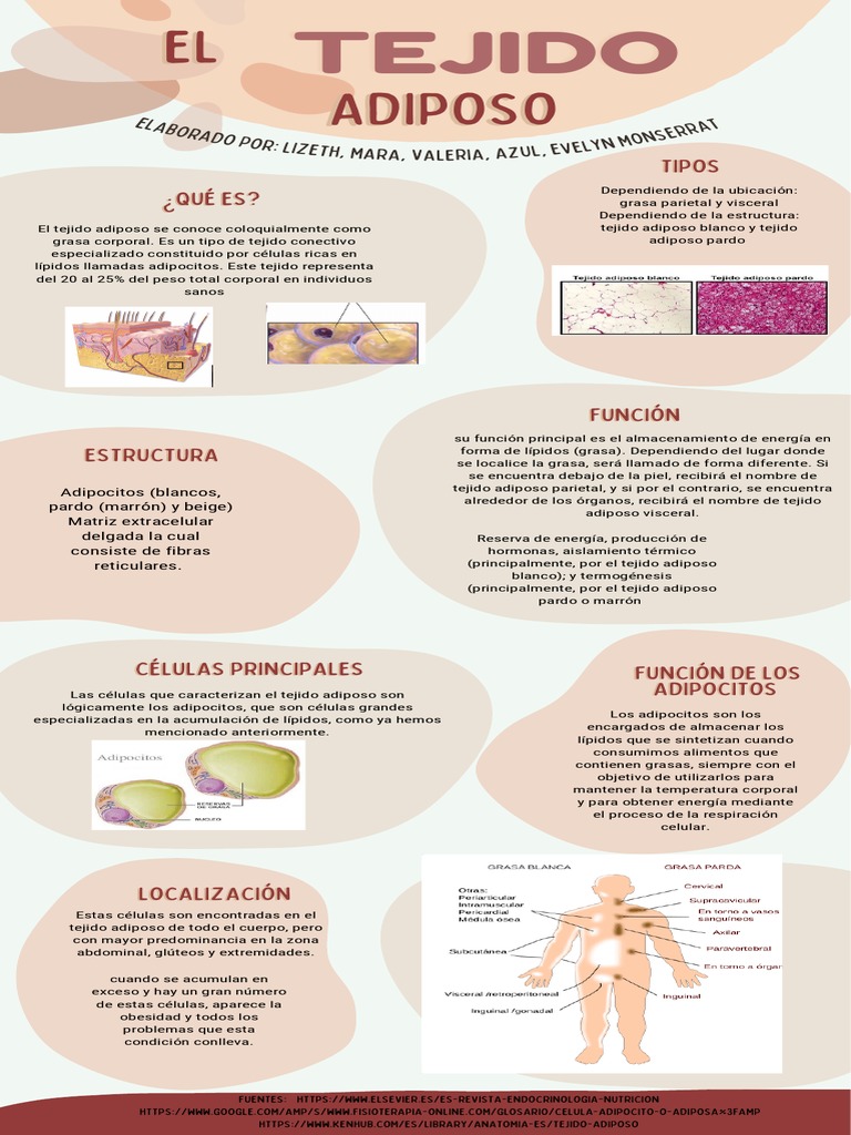 Tejido Adiposo | PDF | Tejido adiposo | Tejido (biología)