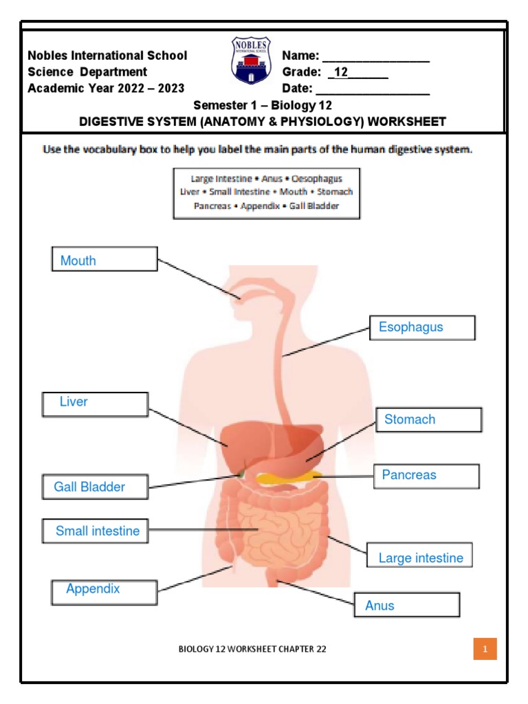Digestive System (Anatomy & Physiology) Worksheet | PDF