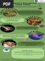 Rana Nodriza Niputidea (Allobates Niputidea) NaturaLista Colombia | PDF