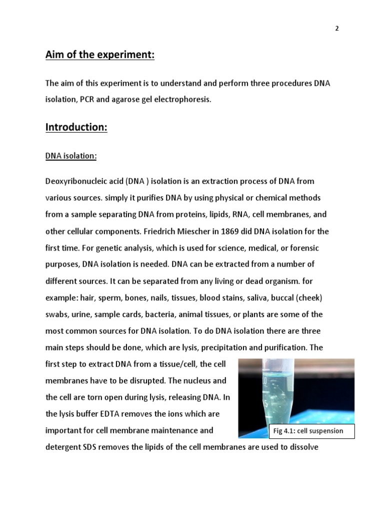 Lab Report 4 | PDF | Gel Electrophoresis | Agarose Gel Electrophoresis