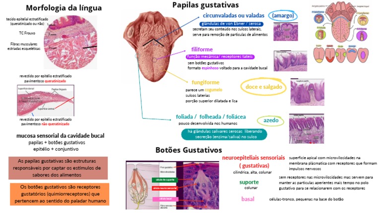 Morfologia das papilas gustativas e seus botões receptores de sabor ...