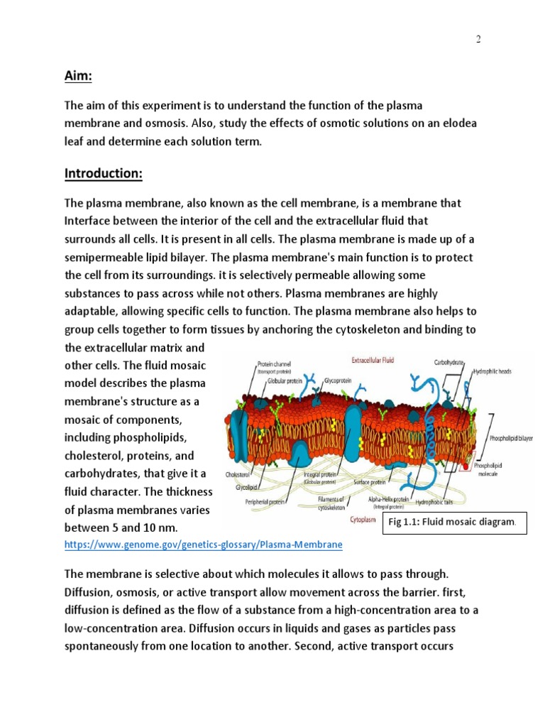 Lab Report 3 | PDF | Cell Membrane | Osmosis