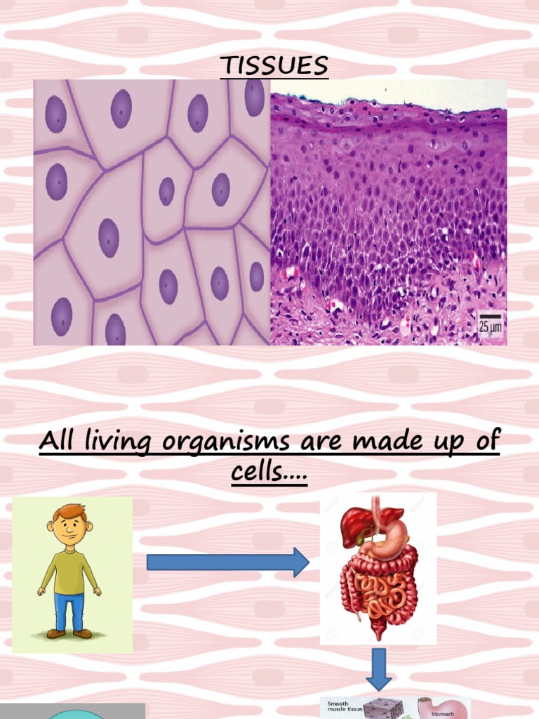 Bio - CH 2 Tissues | PDF | Epithelium | Tissue (Biology)
