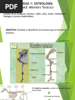 Anatomía del húmero en perros | PDF | Codo | Sistema esquelético