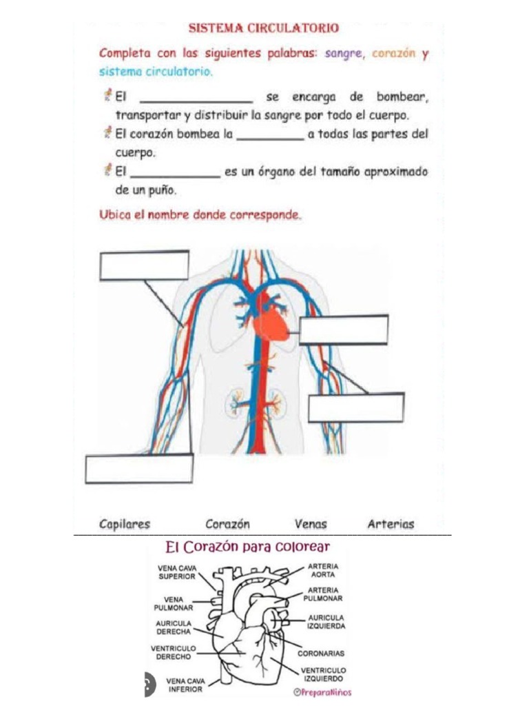 Sistema Circulatorio | PDF