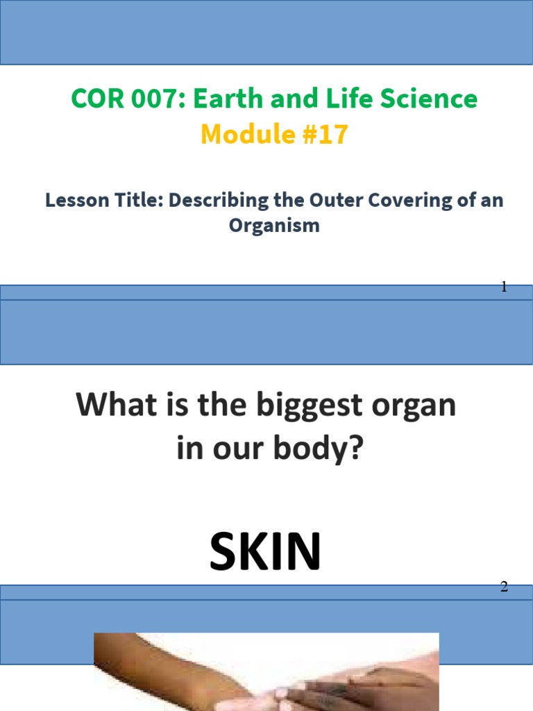 Cor 007 Module 17 | PDF | Skin | Integumentary System